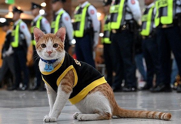 Security cat makes rounds