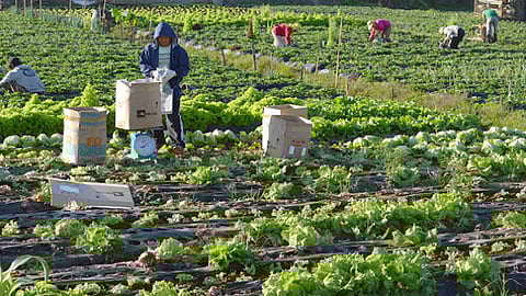 Local farmers eye sustainable agri enterprises