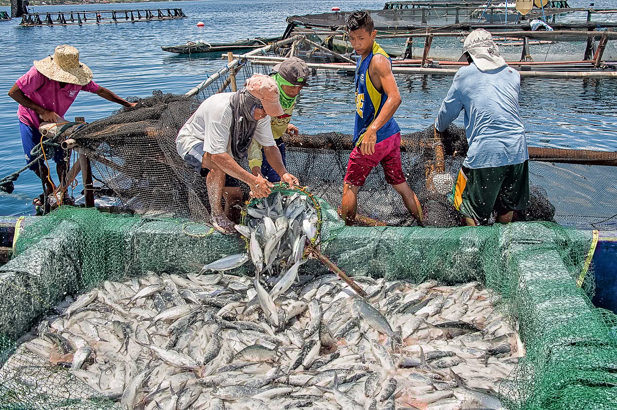 Fish production declines in Central Visayas due to illegal fishing