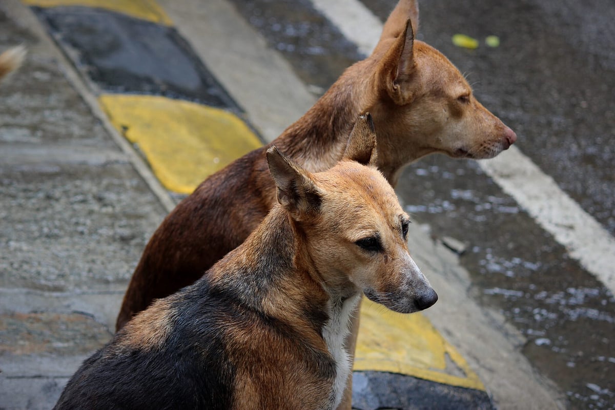 Stray animal adoption urged to lessen abandonment cases