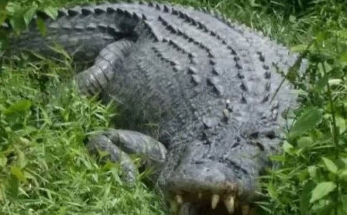 Palawan man survives crocodile attack
