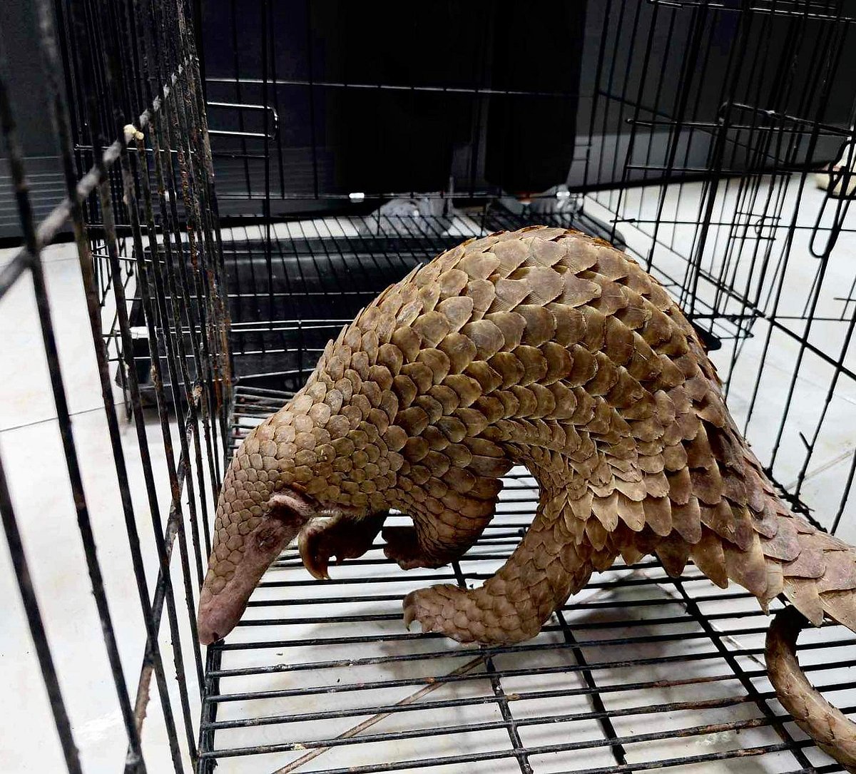 DENR-Angeles rescues pangolin