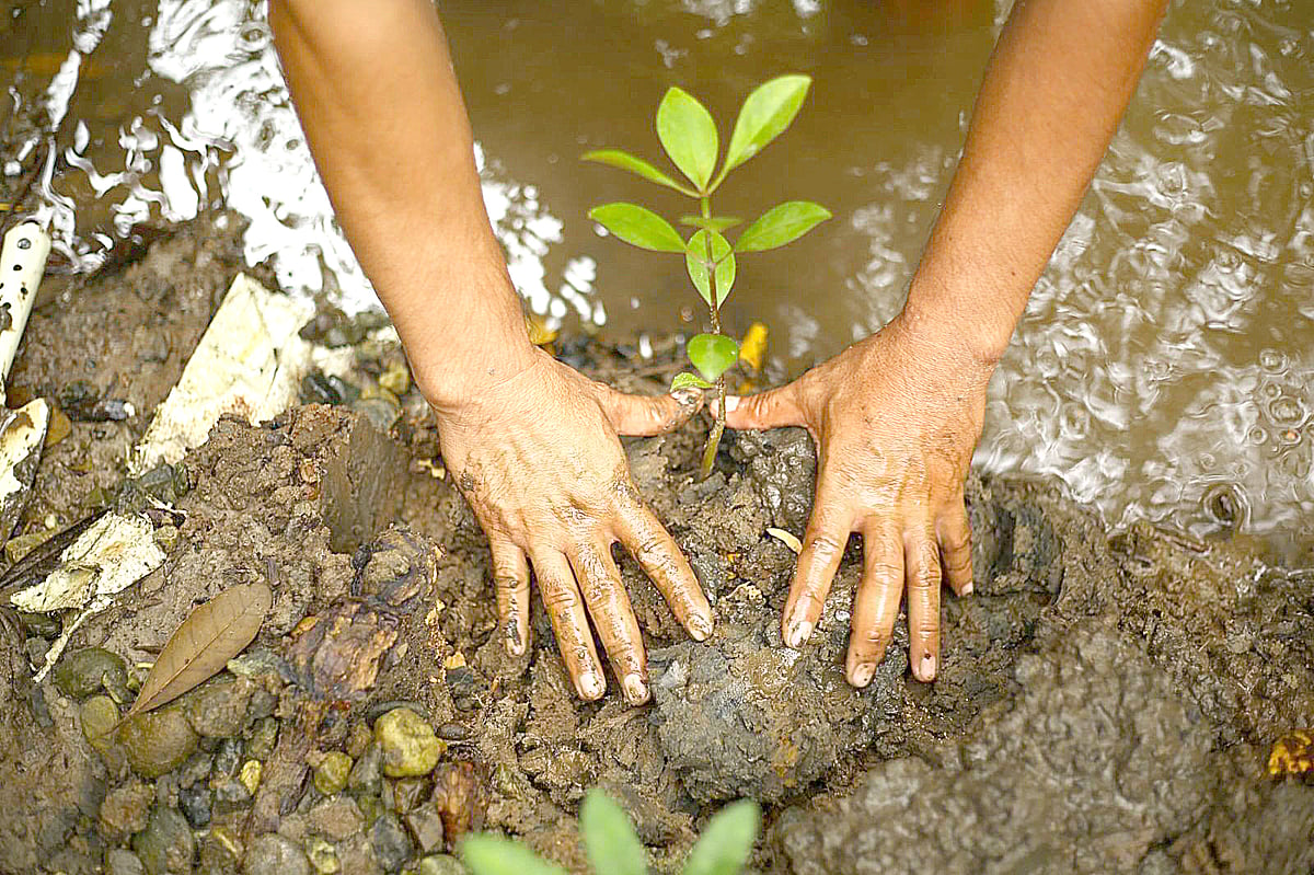 DENR, UPLB to jointly develop forestry, environmental programs