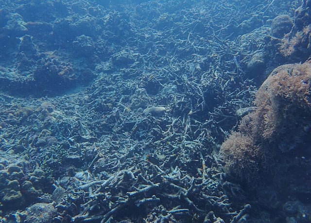 Restoring mangroves and coral reefs in Pujada Bay