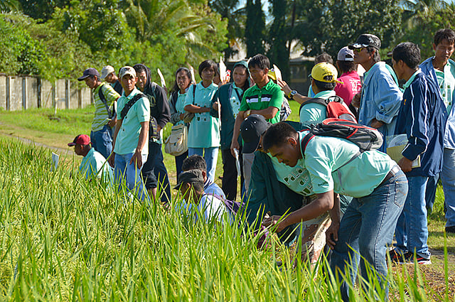 PhilRice launches ceremonial rice harvest