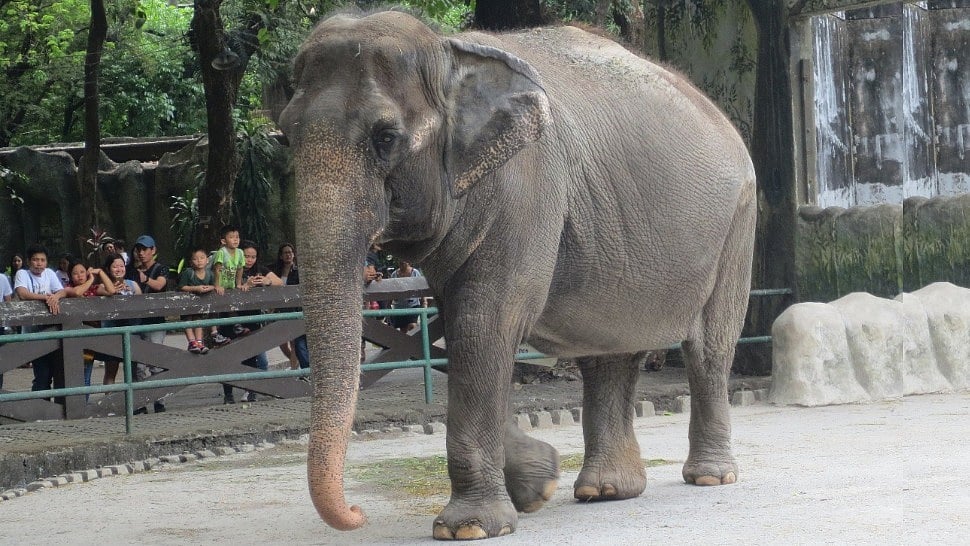 Manila Zoo’s resident elephant Mali dies