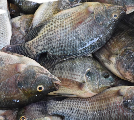 National Tilapia Congress gathers key stakeholders