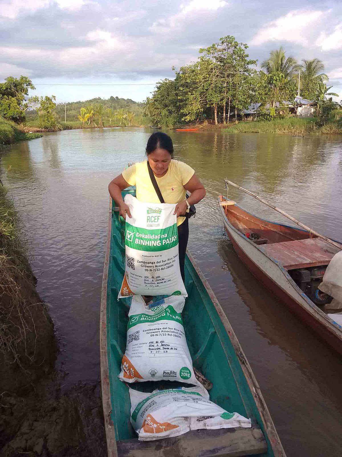 RCEF seeds yield more rice — farmer