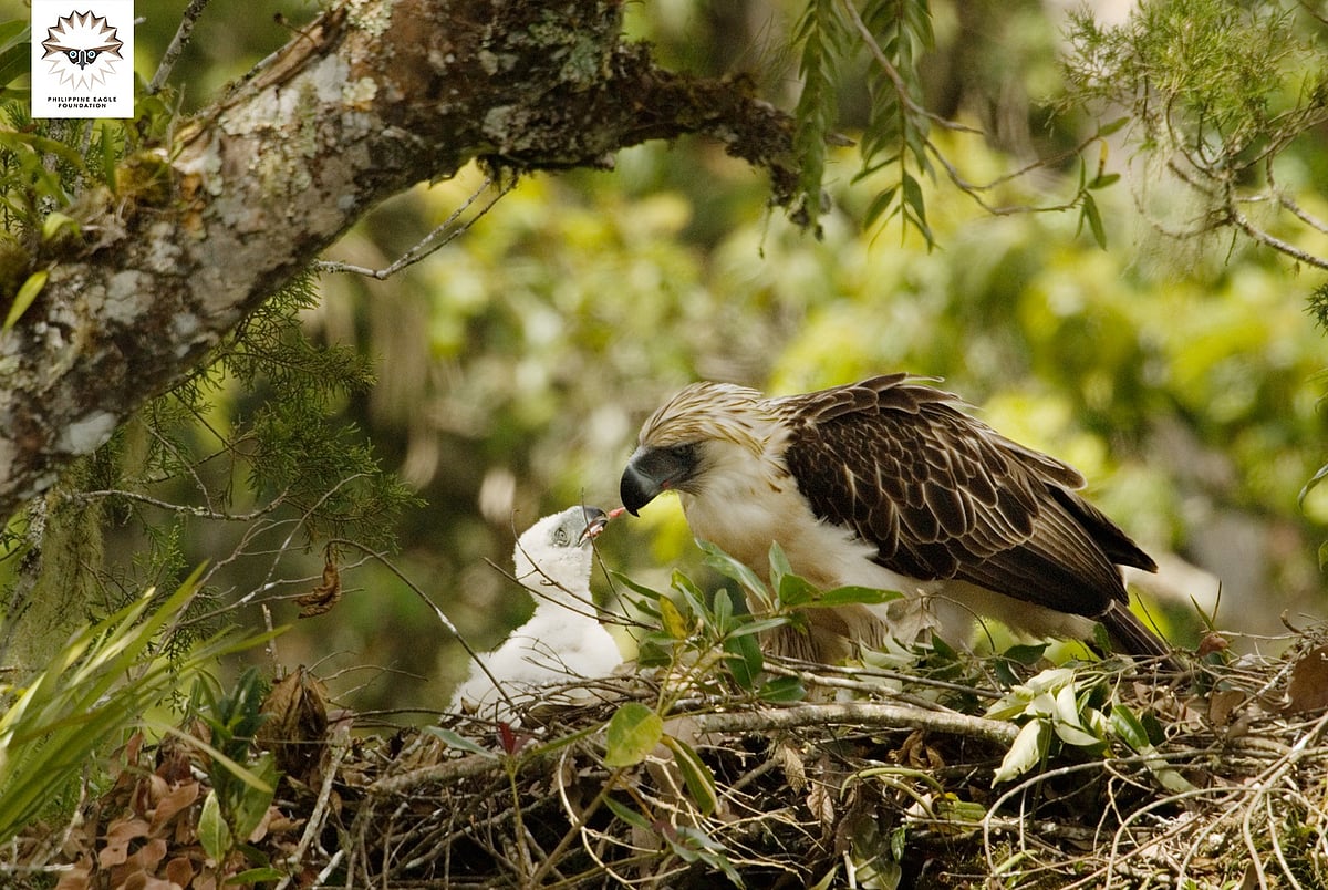 3 million trees for the Philippine Eagle