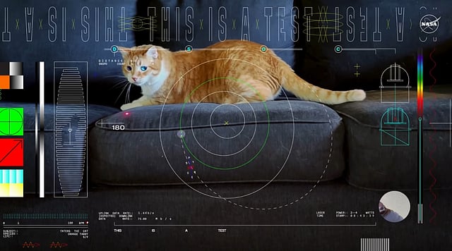 The feline frontier: NASA sends cat video from deep space