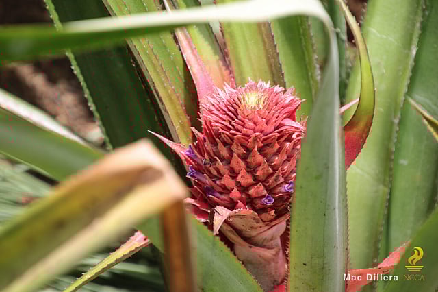 Aklan’s piña weaving inscribed as ‘Intangible Cultural Heritage of ...