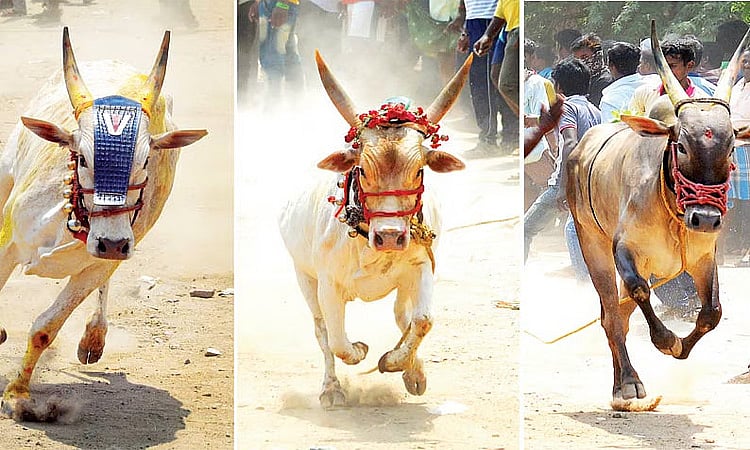 வேலூர்: மாடு விடும் திருவிழா - பொதுமக்கள்,பெற்றோர்களுக்கு முக்கிய ...