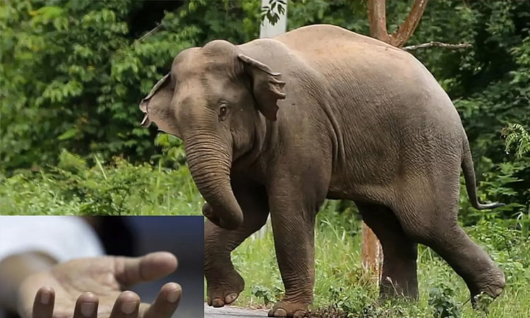 ஈரோடு: யானை தாக்கி தொழிலாளி பலி! | Erode: Worker killed in elephant attack!