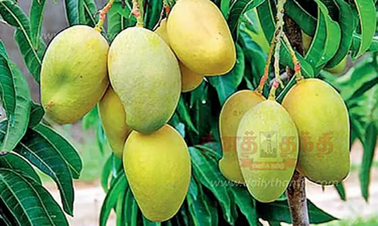 கிருஷ்ணகிரியில் ஜூலை முதல் வாரத்தில் மாங்கனி கண்காட்சி/Mango exhibition ...