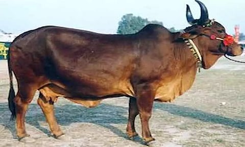 அந்தியூர் கால்நடை சந்தையில் நாட்டு பசு மாடு ரூ.70 ஆயிரத்துக்கு விற்பனை