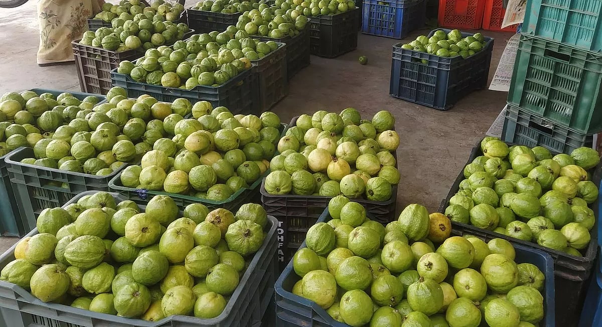 ஆயக்குடியில் கொய்யா பழம் விலை சரிவு
