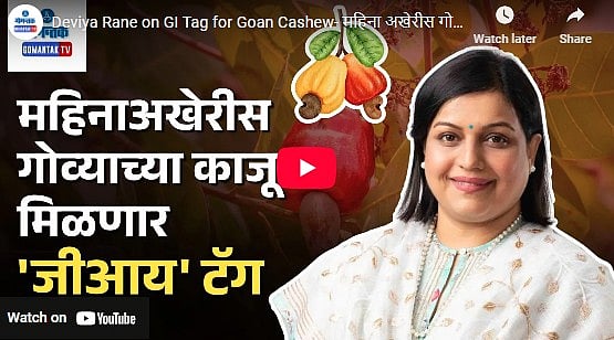 Goan Cashew: महिना अखेरीस गोव्याच्या काजूला मिळणार GI Tag, दिव्या ...