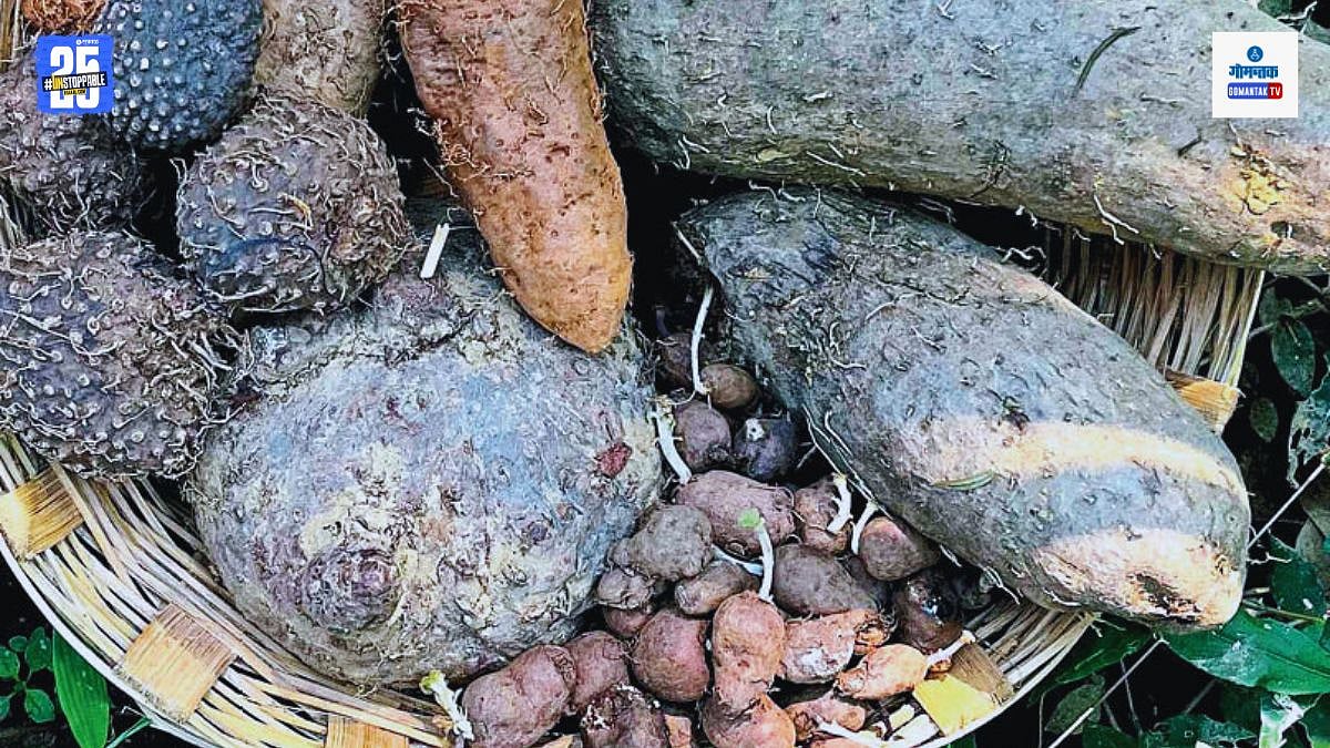 Tuber Crops: गोव्यात पोर्तुगिजांची सत्ता, शेजारी राज्यांत ब्रिटिशांचा ...