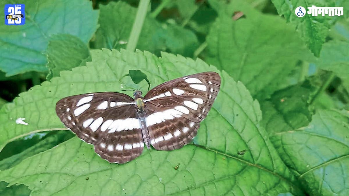 Butterflies In Goa: 'ताकदवान क्रूजर युद्धनौकांवरुन नाव दिलेले, गोव्यात ...