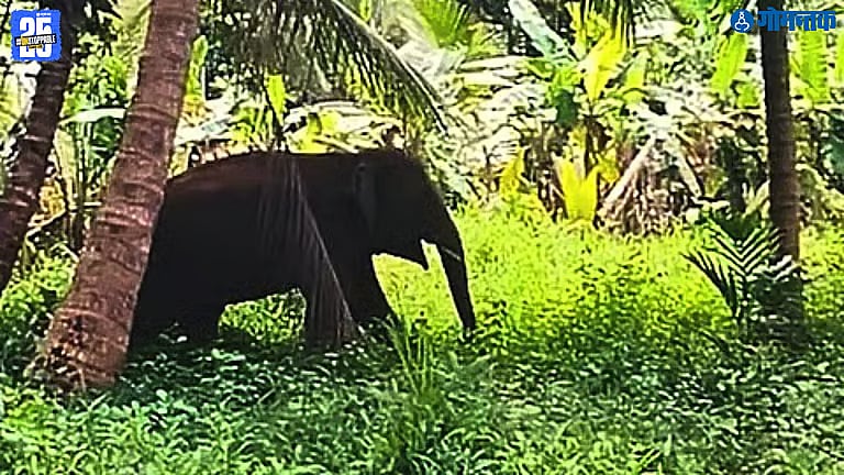 Omkar Elephant: 'ओंकार' हत्ती अखेर पोहोचला कळपाजवळ, मोर्लेपर्यंत मजल ...
