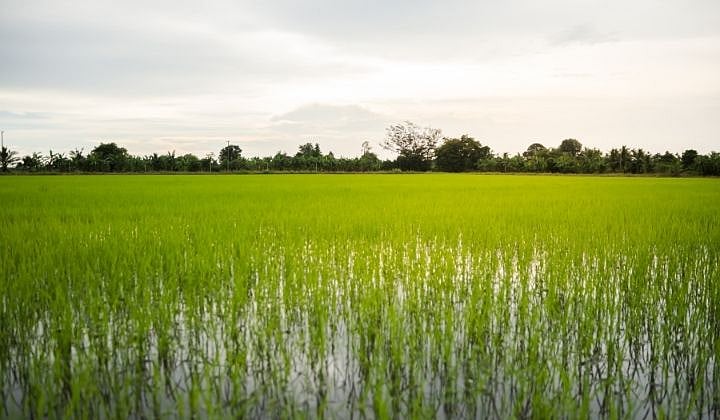 Goa Agriculture |हे संचित जपायला हवे