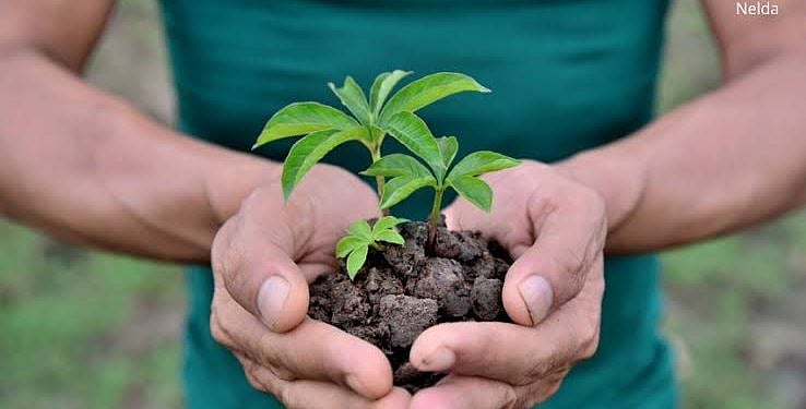 Green Goa Initiative: सप्तकोटेश्वर देवस्थान परिसरात वृक्षारोपण; ग्रीन ...