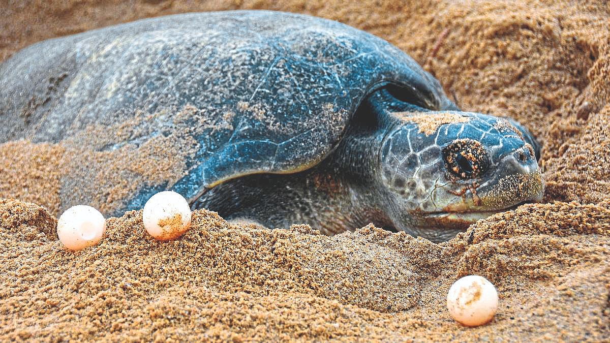 ने मजसी ने, परत मातृभूमीला|Turtle Conservation Campaign