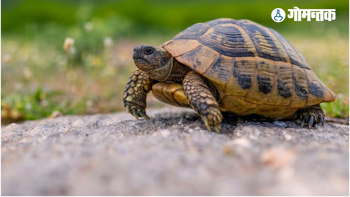 World Turtle Day 2023 : दक्षिण गोव्‍यात पैदास झाली दुप्‍पट|South Goa ...