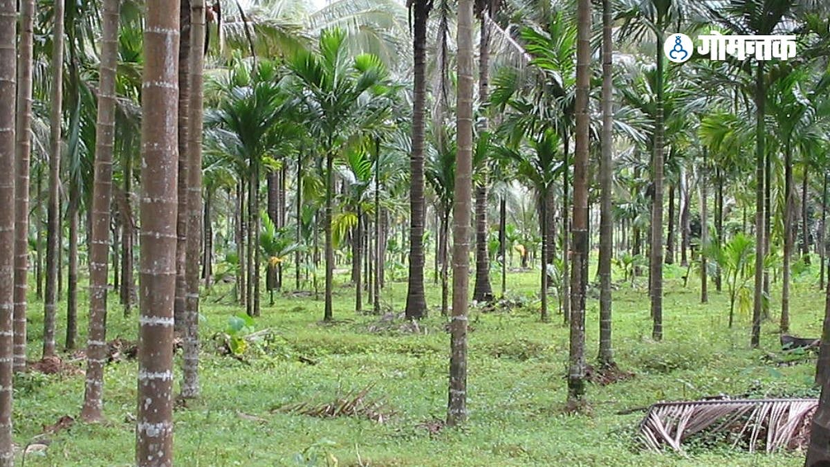 Goa Kulagar Farming: खाणपट्ट्यातील कुळागरे सिंचनाअभावी संपुष्टात ...