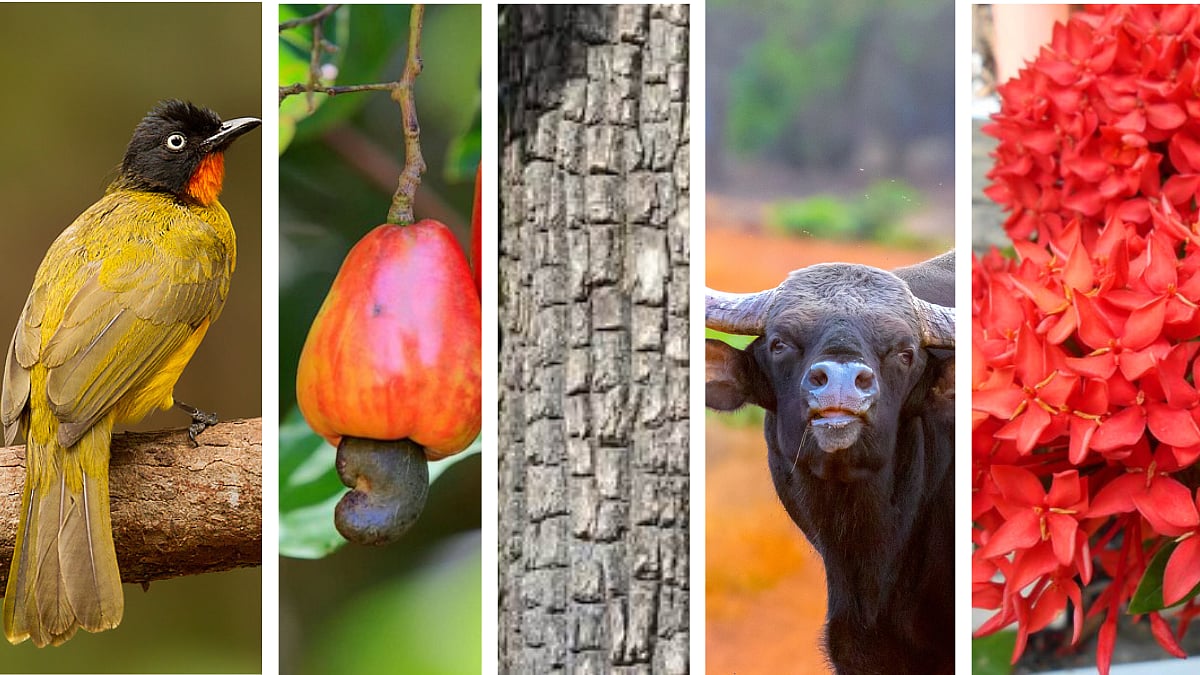 गोव्याचे राज्य प्राणी, फळ, फुल माहिती आहेत? जाणून घ्या राज्याच्या ...