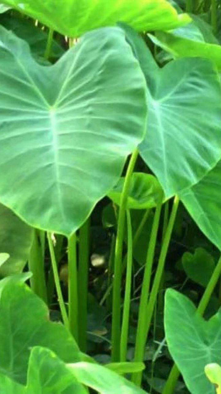 'अळू' ची पाने खाल्ल्याने होतात हे ६ फायदे benefits of Health eating Alu ...