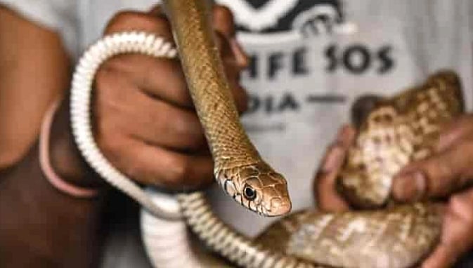 Nag Panchami 2023 16 snake enters home on same day in ponda taluka goa ...