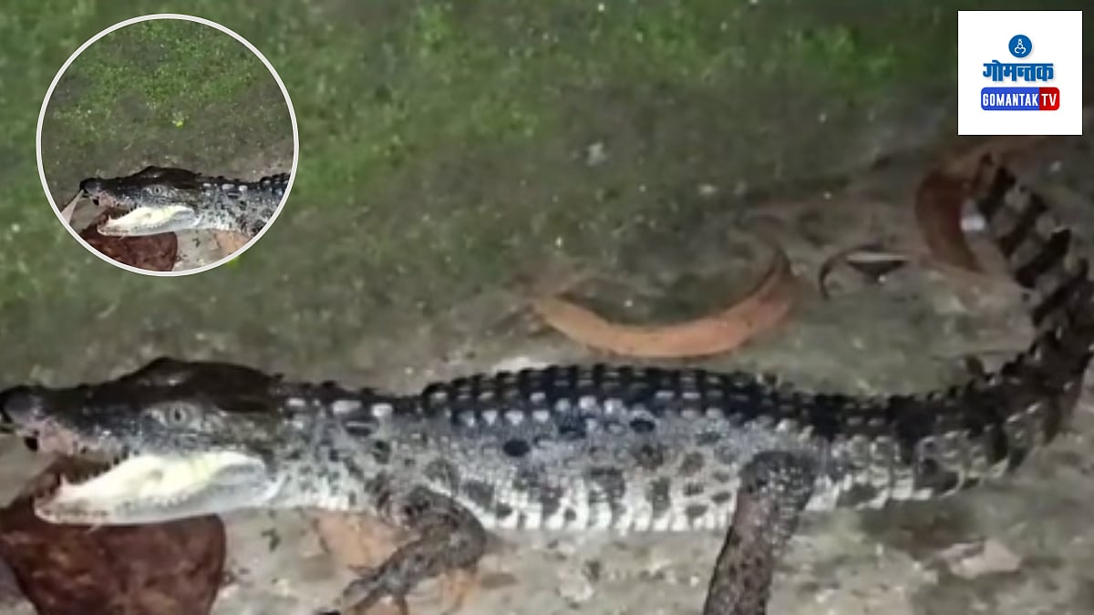 Baby Crocodile captured at Sirsaim Goa near Ganesh visarjan site ...