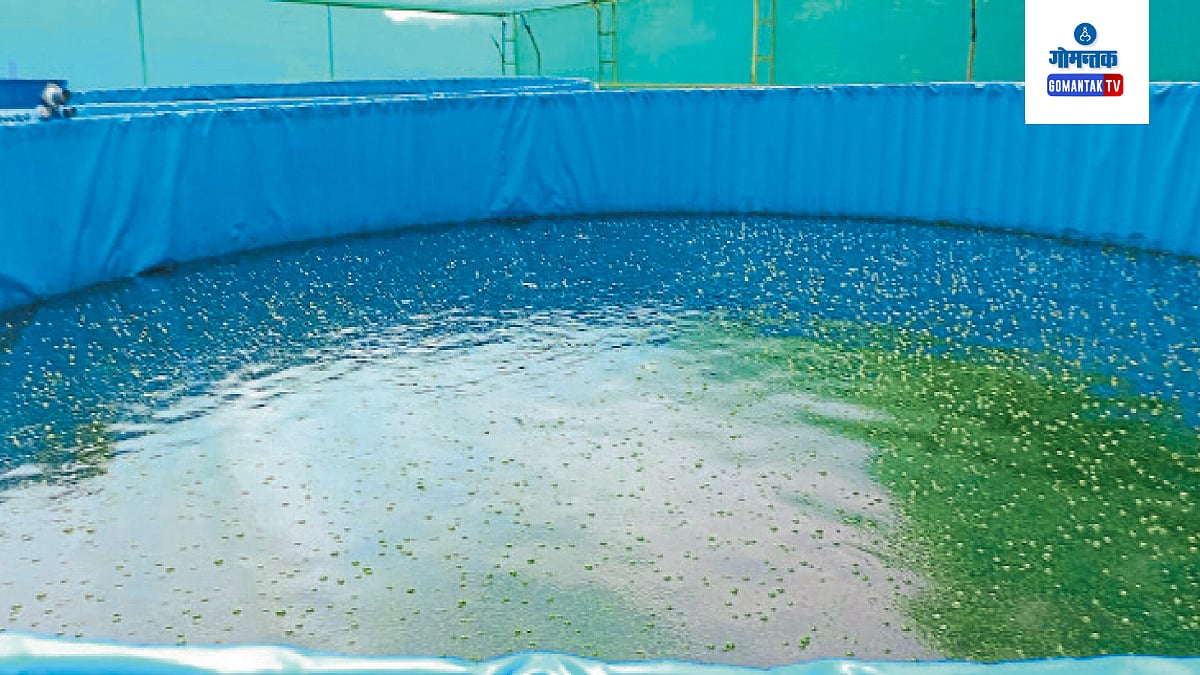 ‘मरळ’ मासा गोड्या पाण्यातील ‘इसवण’; हैदराबादमध्ये मोठी मागणी |murrel ...