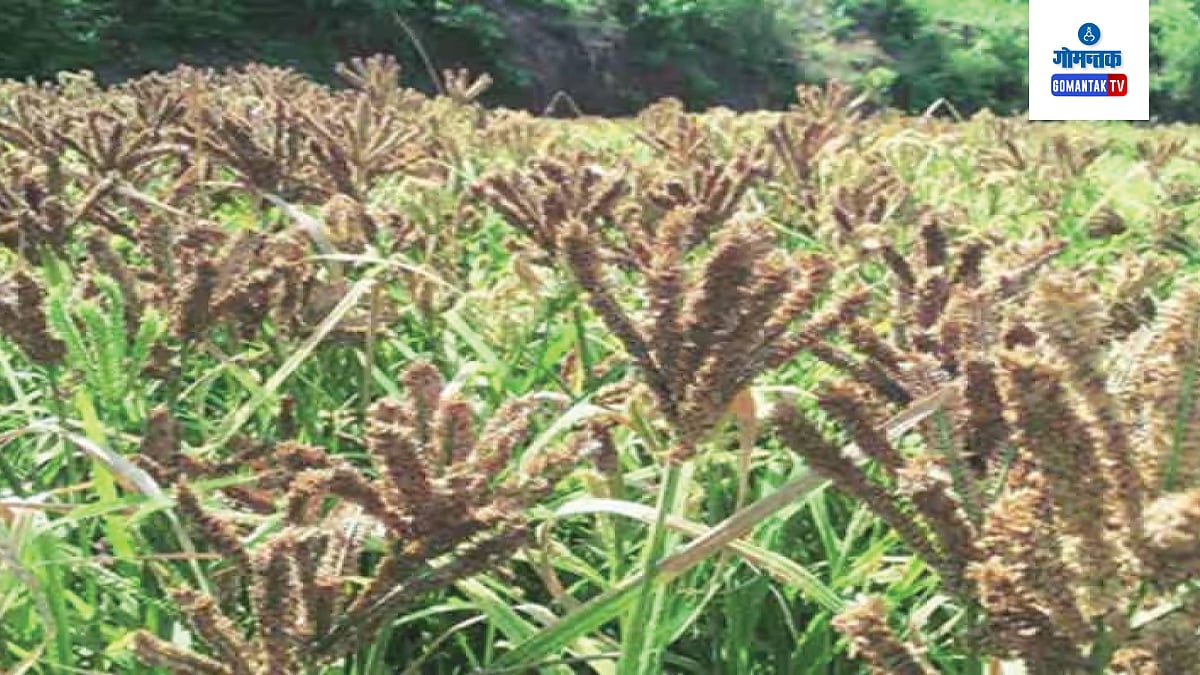 राज्यात नाचणी लागवड दुप्पट | Double the cultivation of ragi in the ...