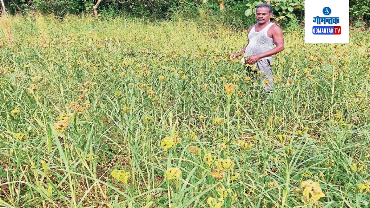 भरडधान्यांचे अस्तित्व जपणार; गजानन सावळ देसाईंचा ध्यास| Preserving the existence of bulk grains ...