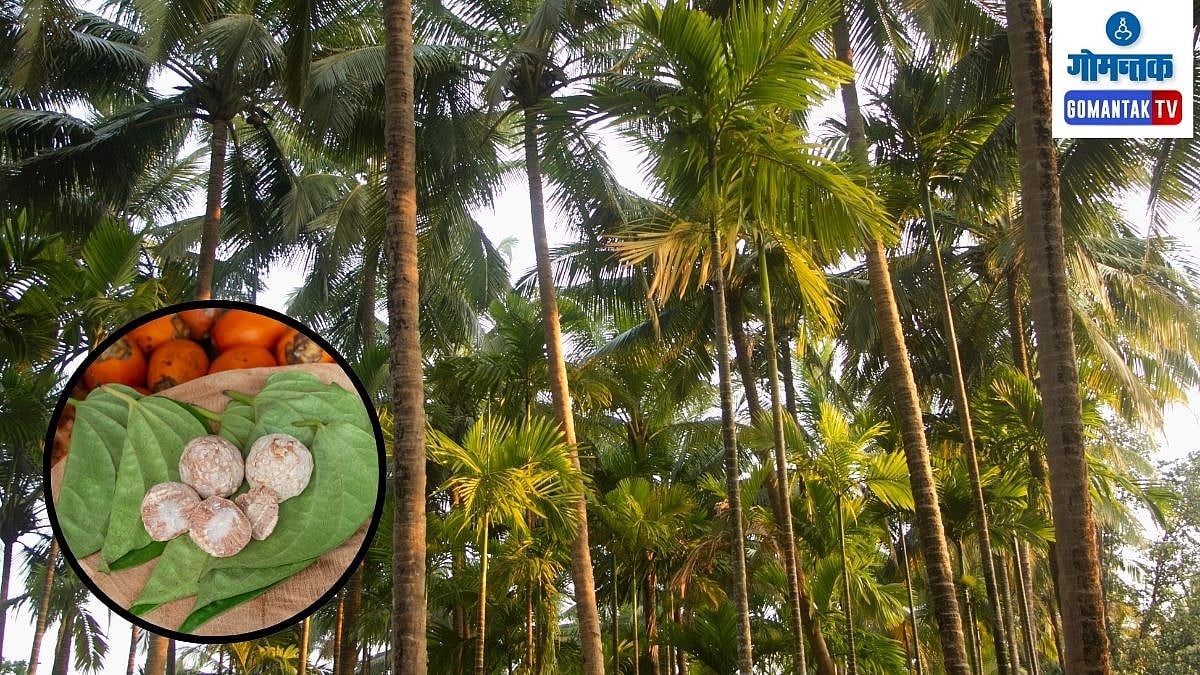 Goa Farming: गोव्याच्या कृषी अर्थव्यवस्थेत महत्वाचे योगदान ठरणारी ...