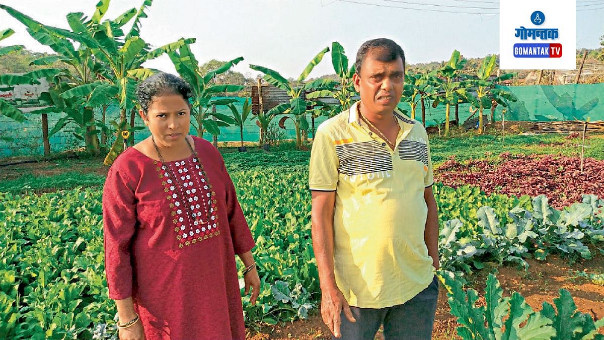नाईक दाम्‍पत्‍याकडून तुयेत हरितक्रांती! फुलविले फळ-भाजींचे मळे ...