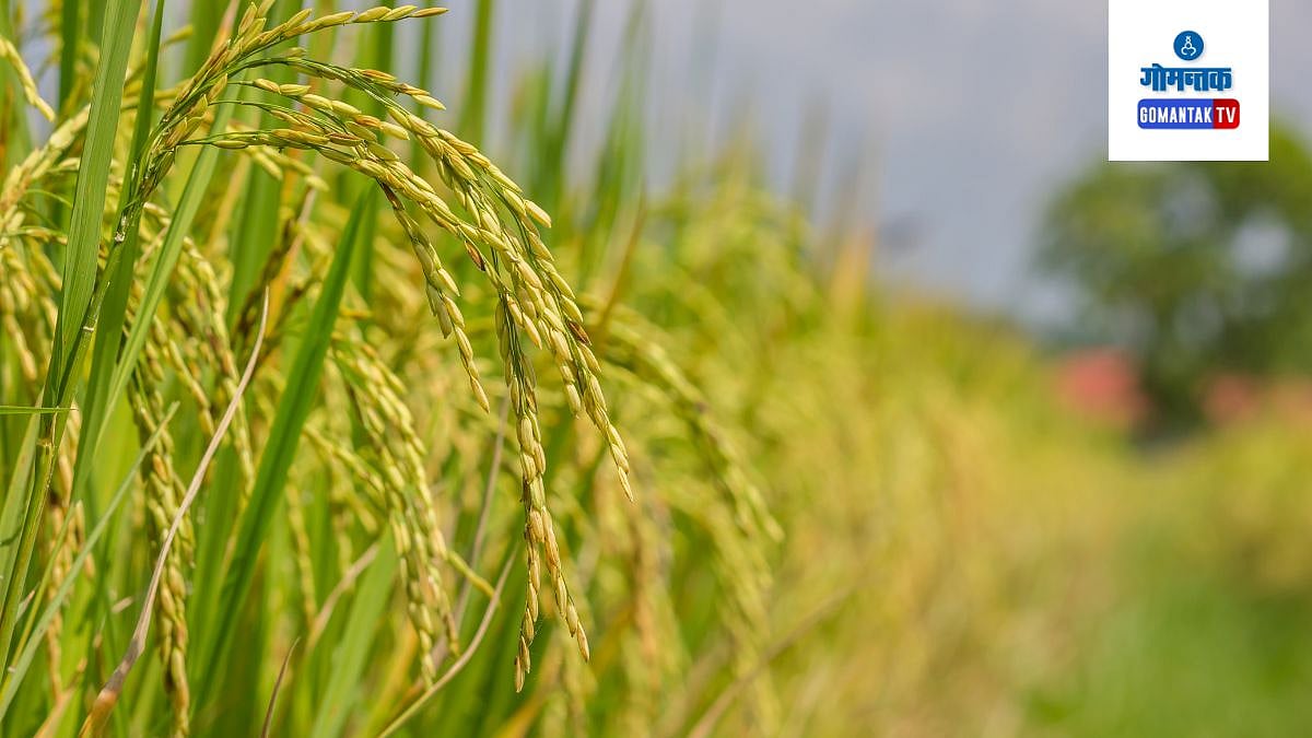 Goa Farming: बांबरमध्ये डोलते पारंपरिक भातशेती|Traditional rice farming ...