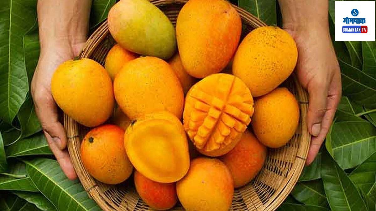 कला अकादमीत राज्यस्तरीय आंबा प्रदर्शन; १७ व १८ मे रोजी आयोजन |State ...