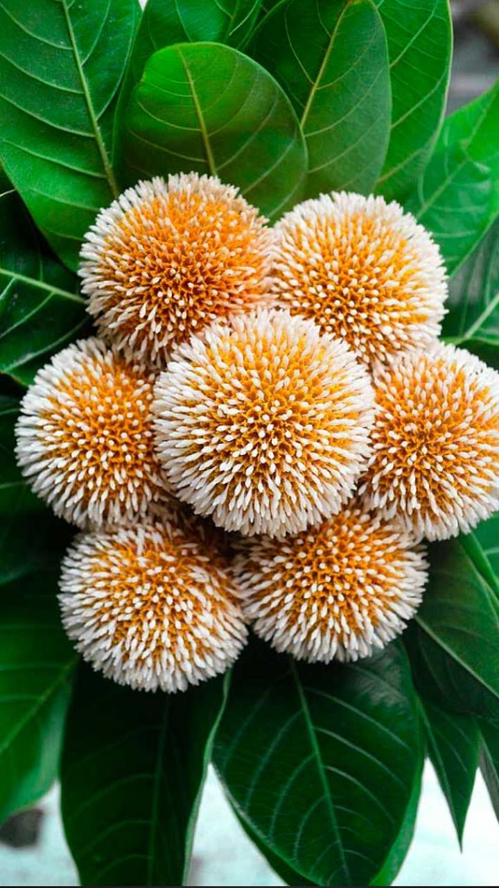 कदंबाचे झाड आरोग्याच्या 'या' समस्यांवर उपयुक्त kadamba tree health ...