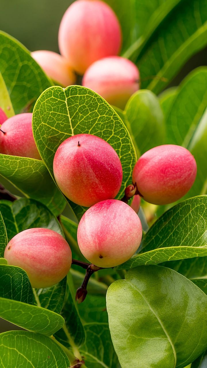 करंवद खाण्याचे 'हे' आहेत फायदे health benefits of eating karonda during ...