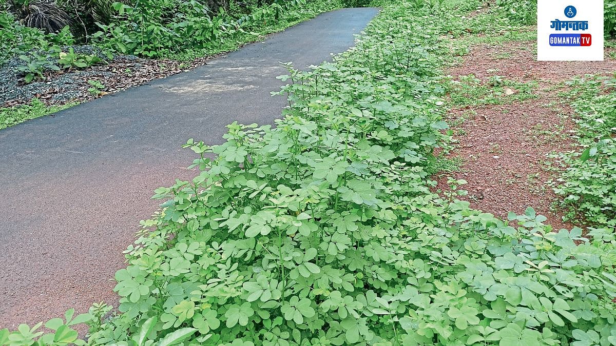सत्तरीत रस्त्यालगत उगवली पावसाळी नैसर्गिक भाजी|Sattari A natural ...