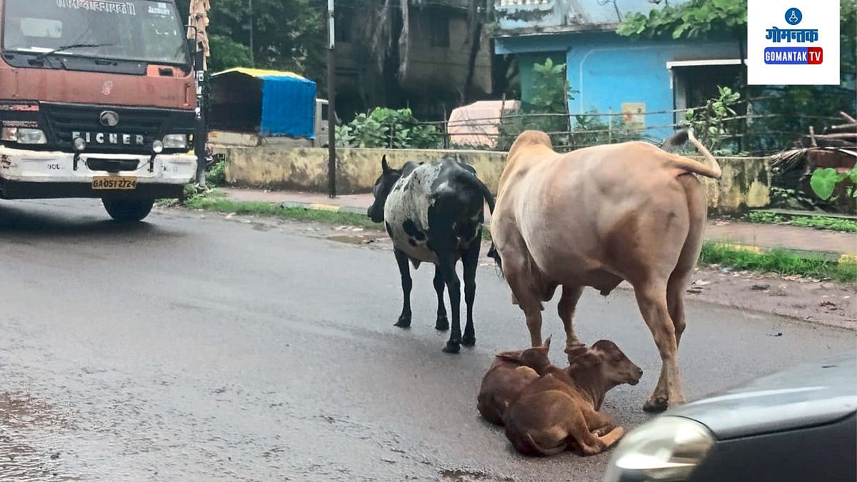Harmal Region Goa: भटक्या गुरांमुळे अपघातात वाढ, वाहनचालक हैराण ...