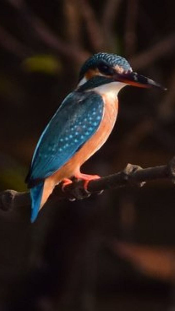 Salim Ali Birds Sanctuary: पावसाळ्यात करा सलीम अली पक्षी अभयारण्याची ...
