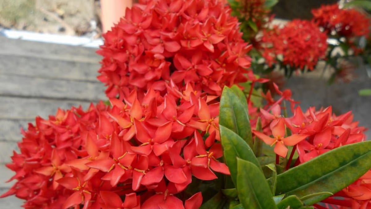 Goa State Flower: फूलांचा साज! गोव्याचं राज्य फूल तुम्हाला माहितीये का ...