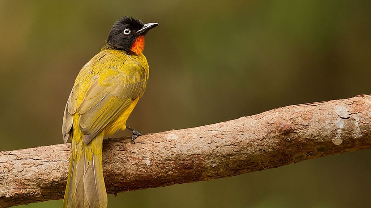 Goa State Bird: गोव्याचा राज्यपक्षी तुम्हाला माहितीये का? जाणून घ्या ...