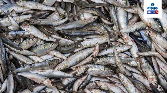 Goa Fishing: 2023-24 मध्ये सागरी, नदीतील मासेमारीचा आकडा किती ...