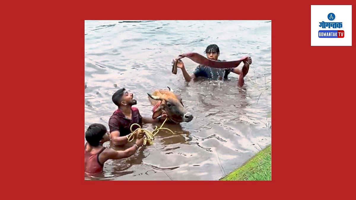 Quepem: कालव्‍यात पडलेल्‍या गाईला सुखरूप काढले बाहेर; केपे येथील घटना ...