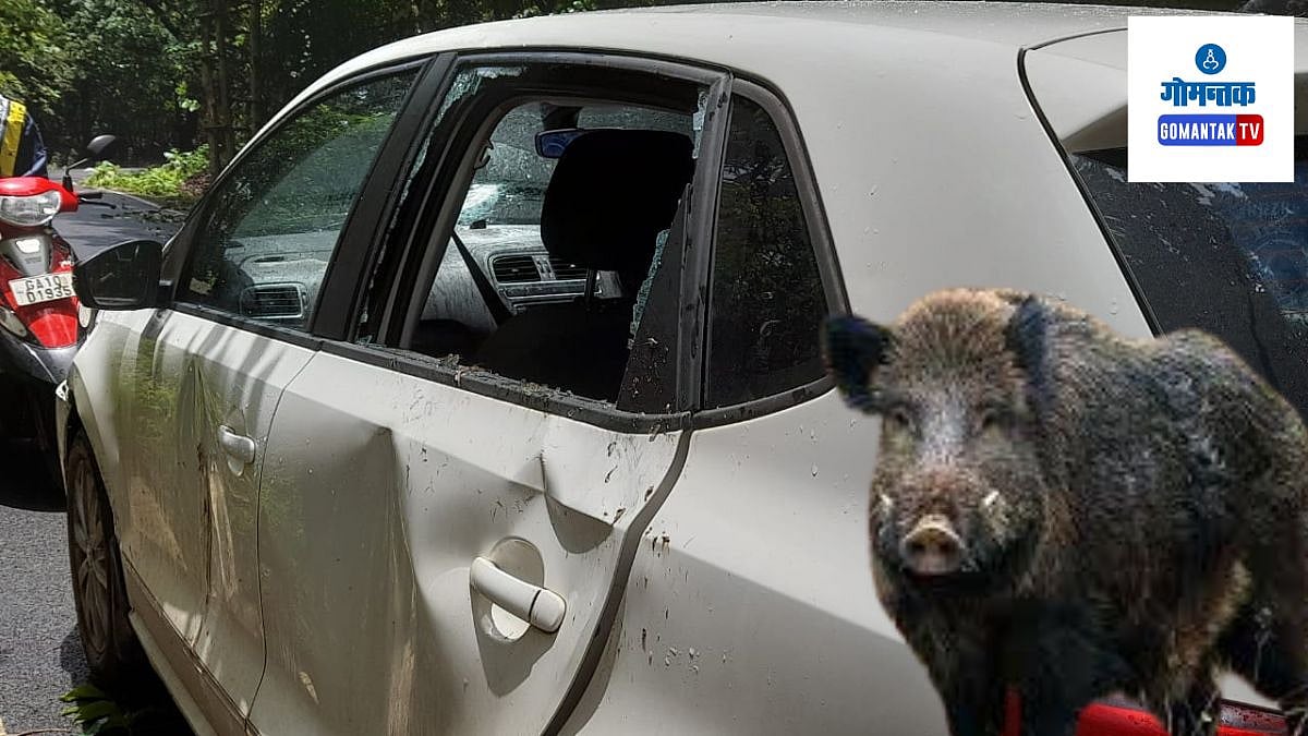 Wild Boar Attack: दक्षिण गोव्यात रानटी डुक्कराचा कारवर हल्ला; तीनजण ...